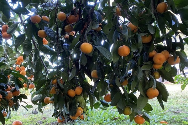 New brand helps local growers bring Georgia citrus to market