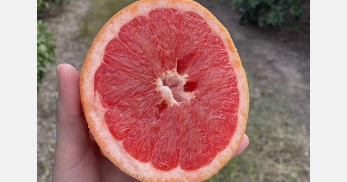 Texas grapefruit movement ahead compared to 2024
