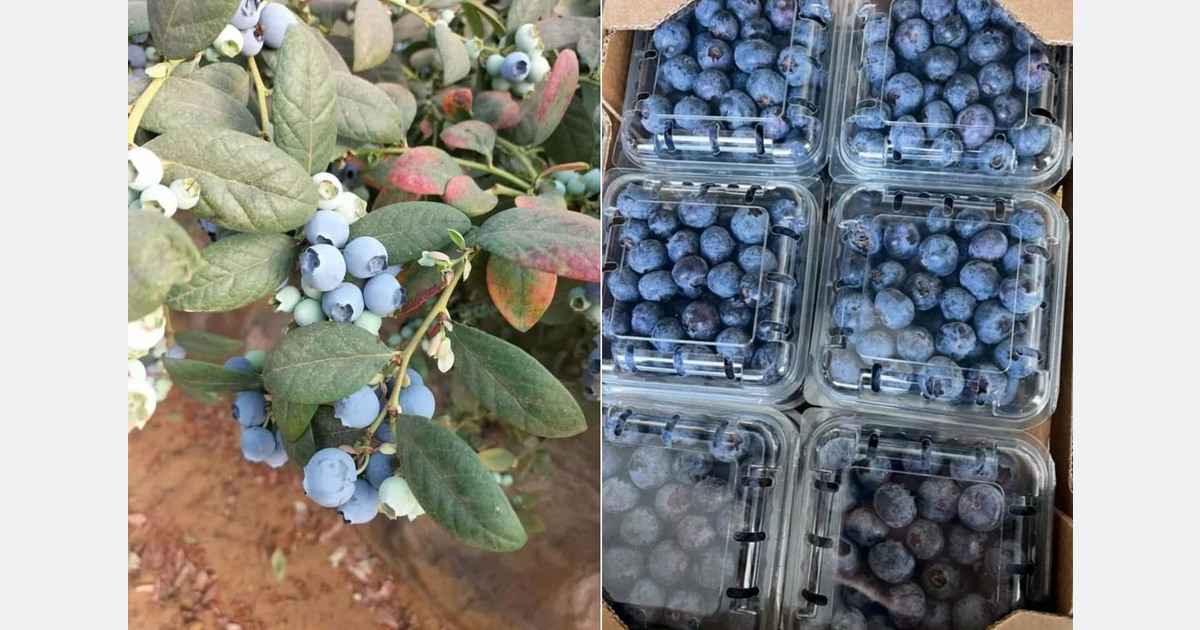 Second week of harvest for Moroccan blueberries
