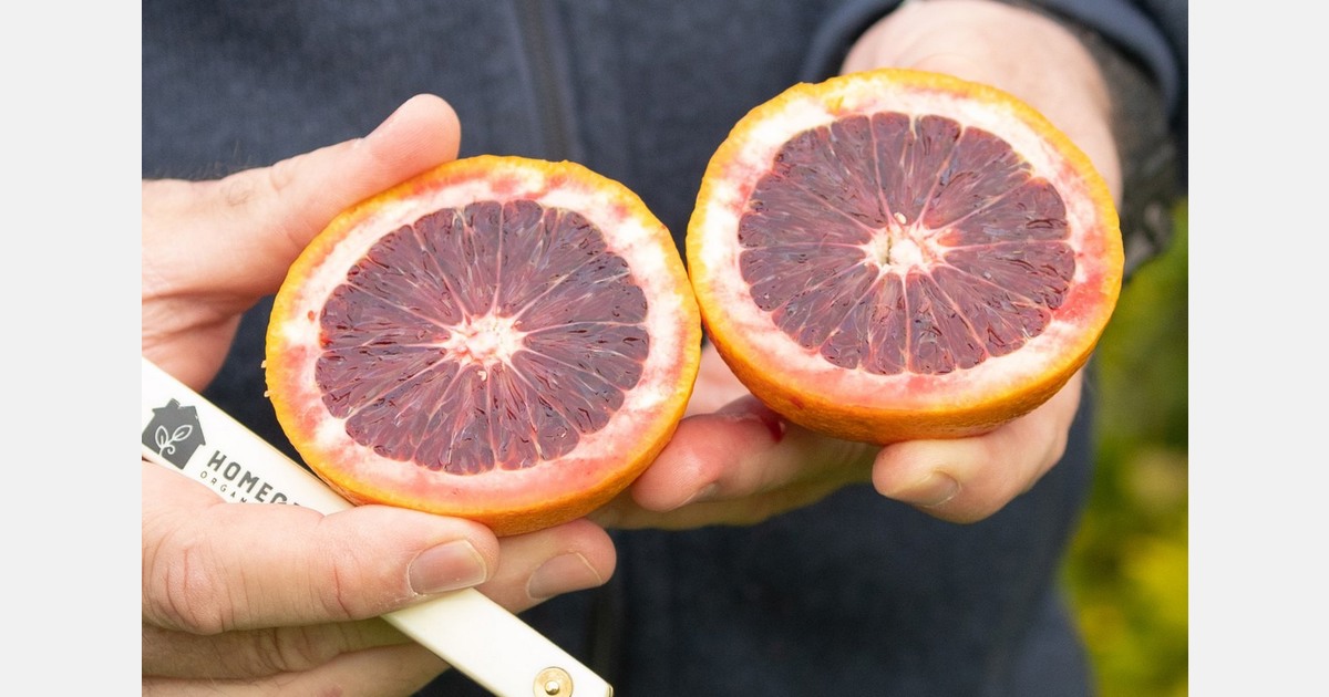 Good volume but smaller sizing on California organic citrus