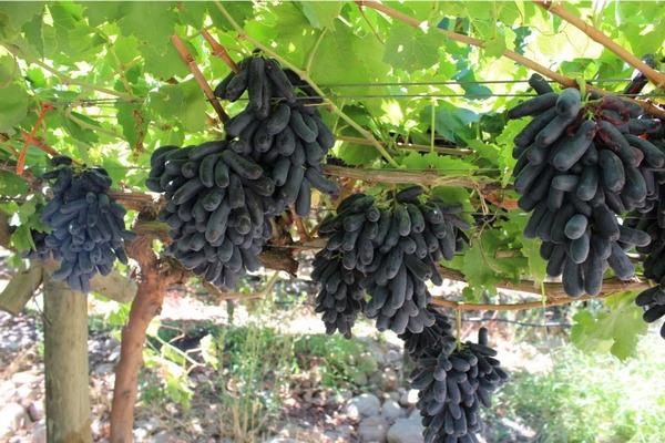South African table grape exports increase by 4% up to week 6 of 2025