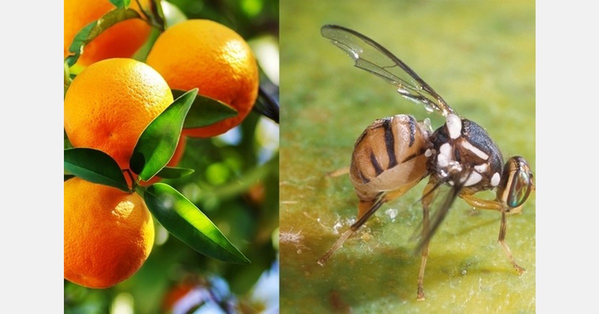 USDA allocates $129.2 million to combat exotic fruit fly outbreaks and ...