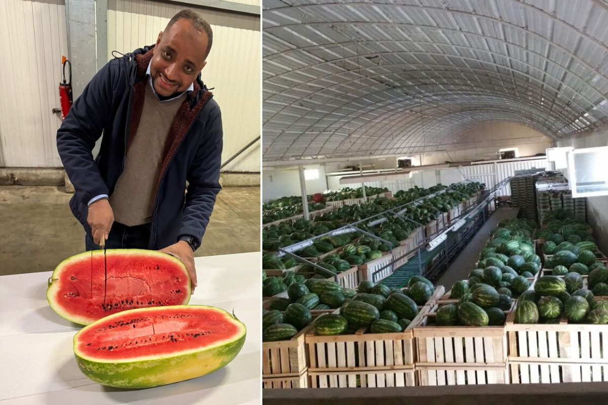 Restrictions on production continue to impact Moroccan watermelon growers