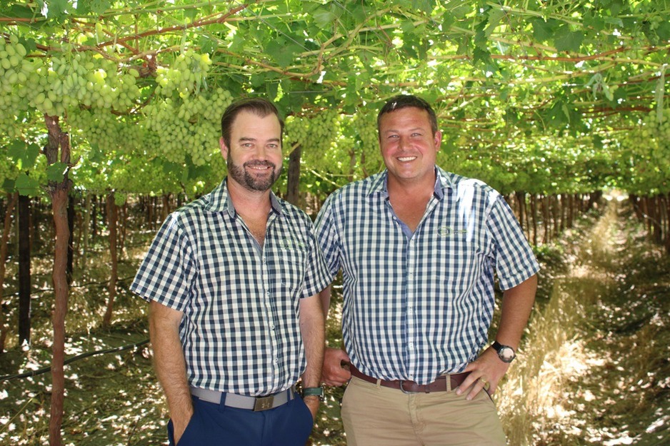 USA receives South African grape volumes going China’s way before