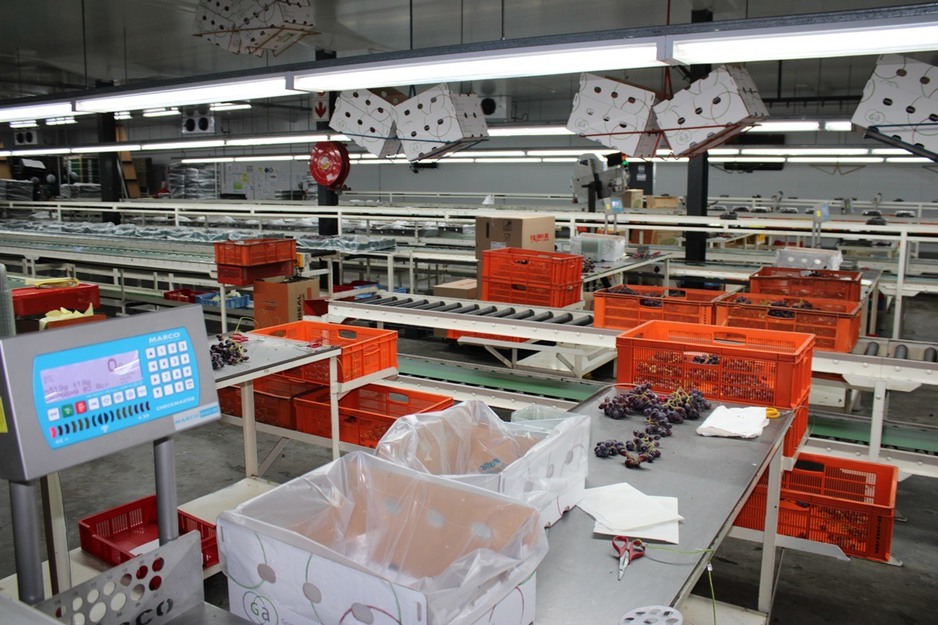 USA receives South African grape volumes going China’s way before