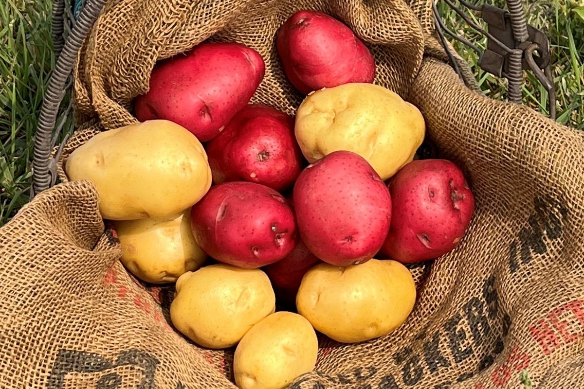 NoKota Packers celebrates 45 years in potatoes