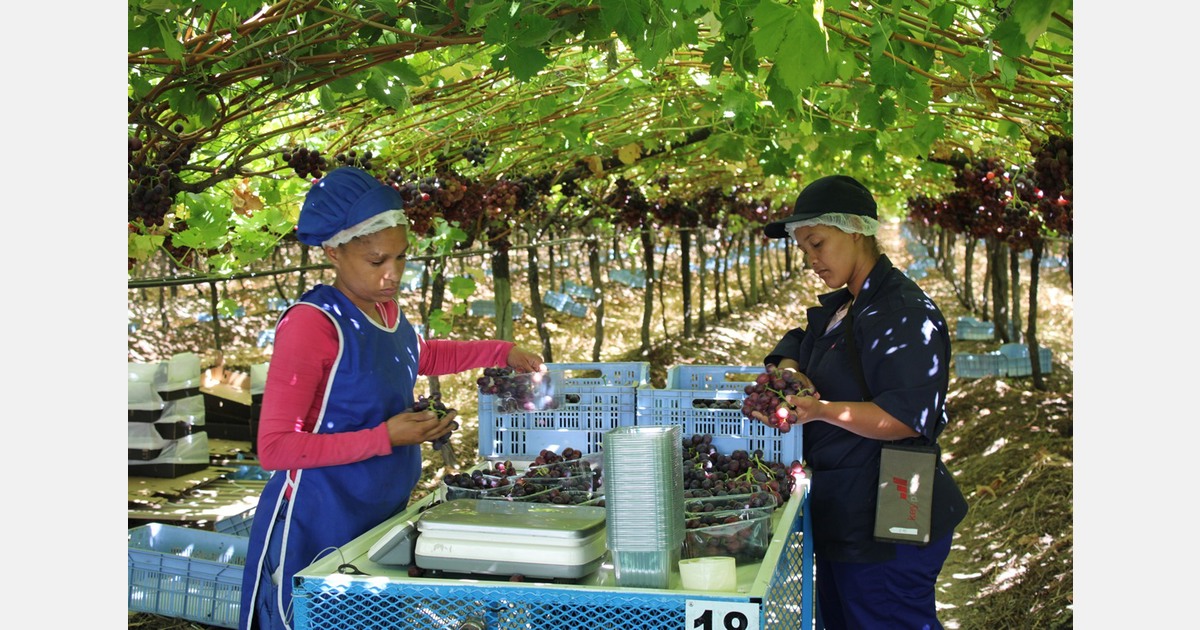 "Packaging in the field reduces handling, and we avoid spending ...