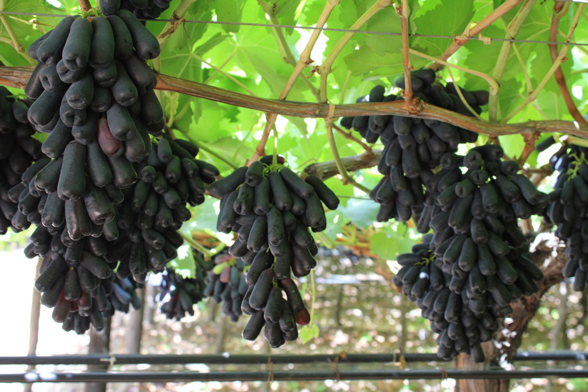 "Packaging in the field reduces handling, and we avoid spending ...