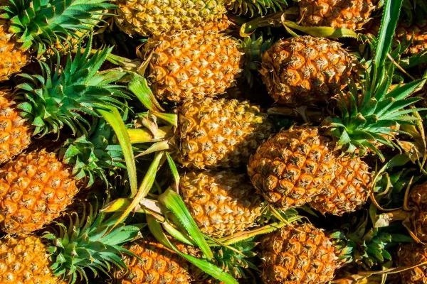Pakistan eyes China's Xuwen County as model for pineapple industry growth