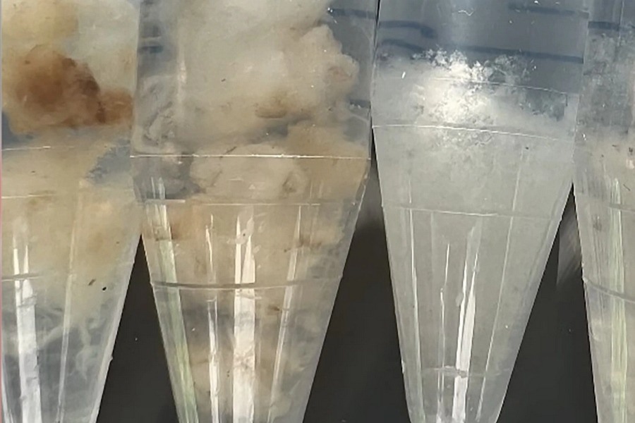 Fibers from potato, banana, and Boston lab-grown cotton reshape ...