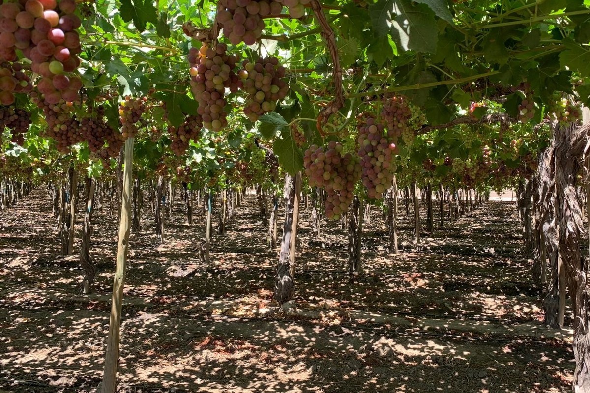 “We’re facing an active market and good prices in the U.S. for our ...