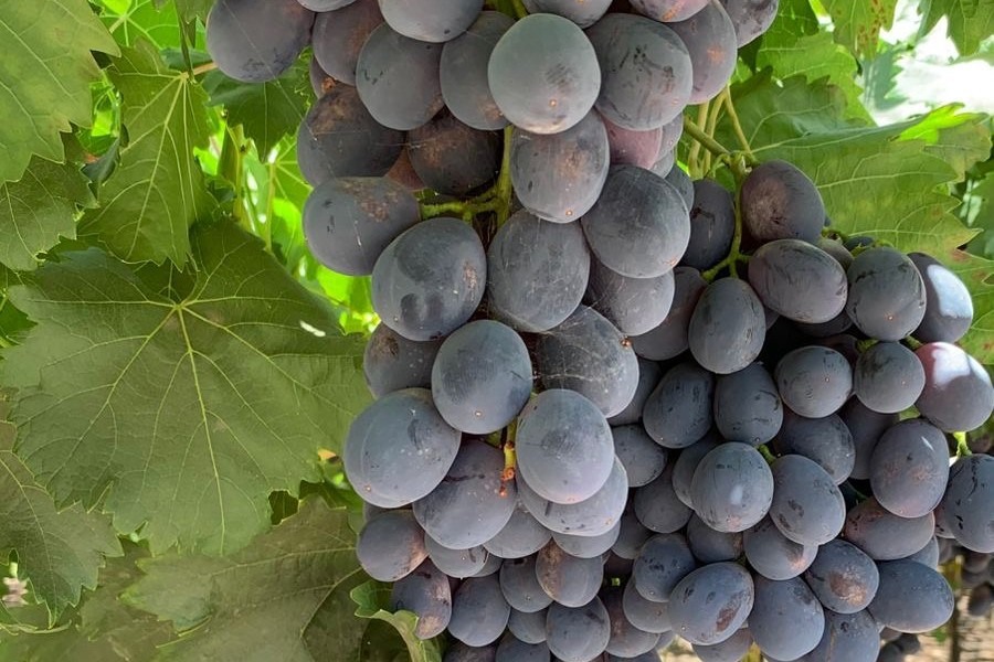 “We’re facing an active market and good prices in the U.S. for our ...