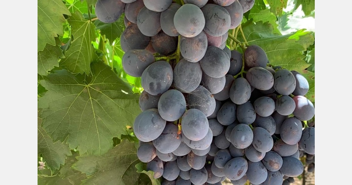 “We’re facing an active market and good prices in the U.S. for our ...