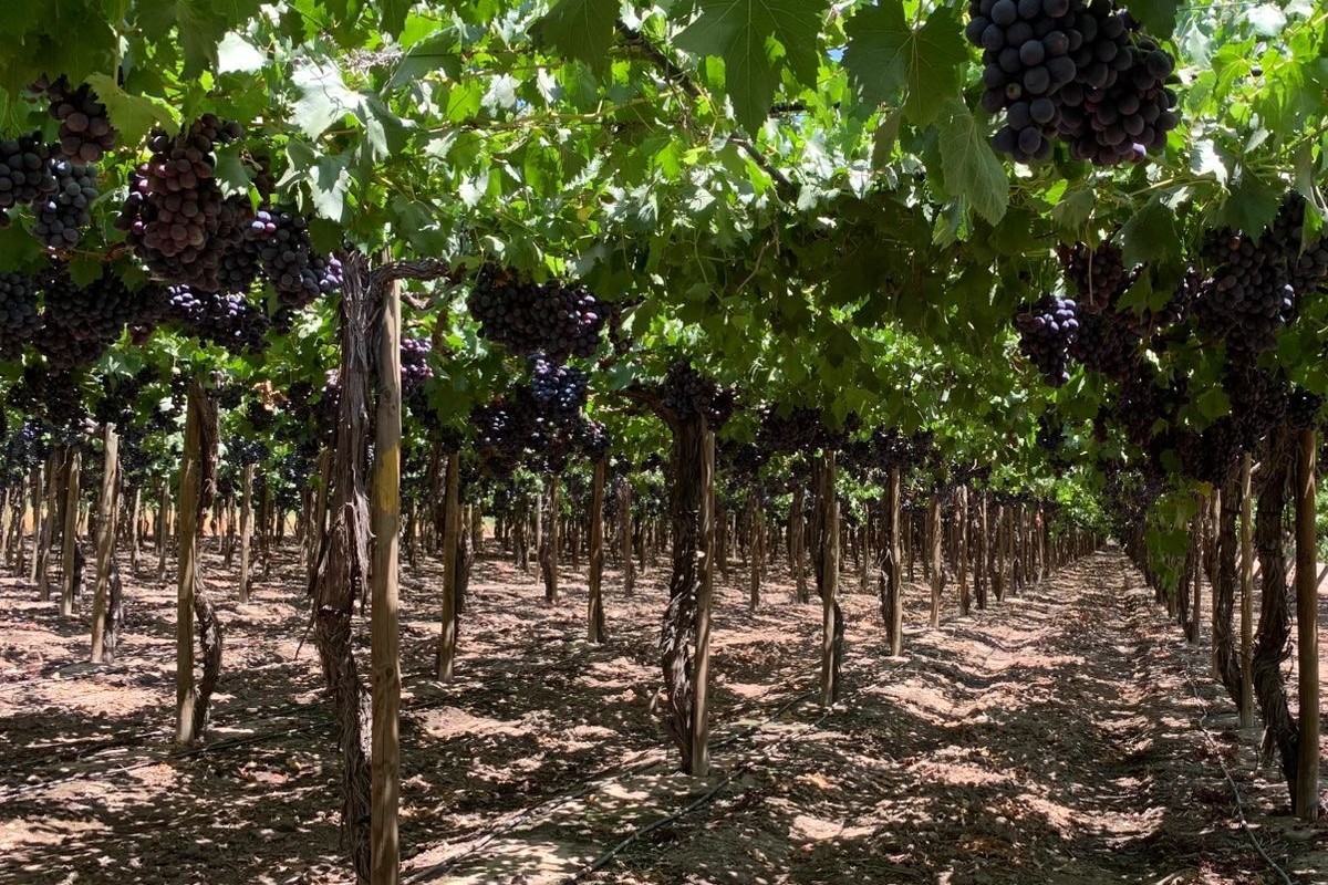 “We’re facing an active market and good prices in the U.S. for our ...