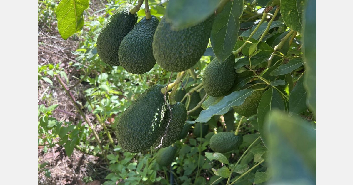 Half of Moroccan avocados not yet harvested