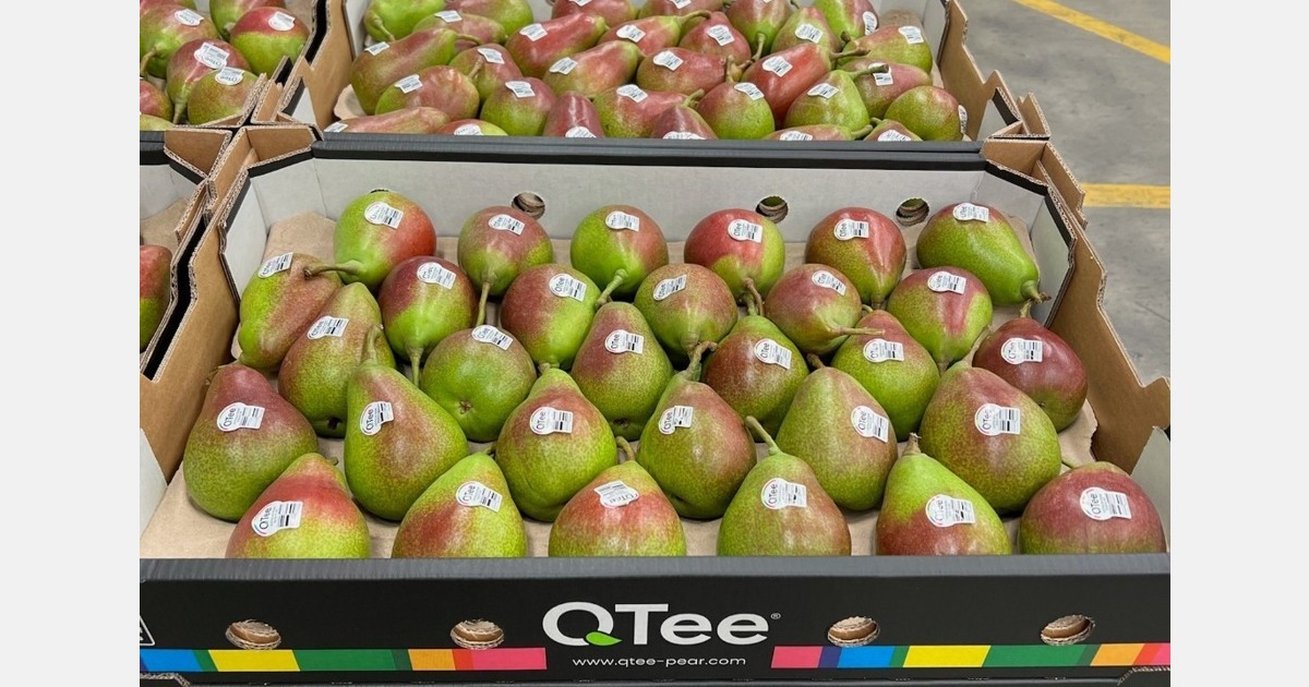 Ideal growing conditions lead to slightly earlier QTee pear harvest