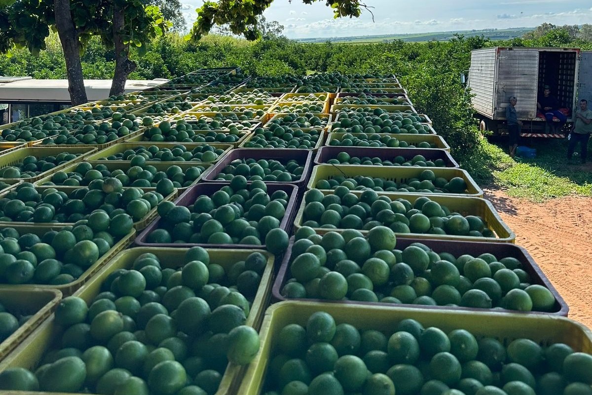 “We will maintain regular lime supply from Brazil for export, but the ...