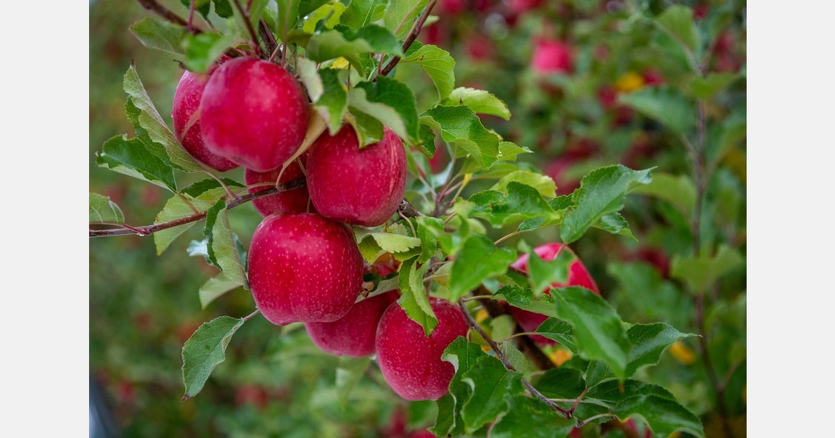 Pink Lady apples find their home amongst affluent, career-oriented ...