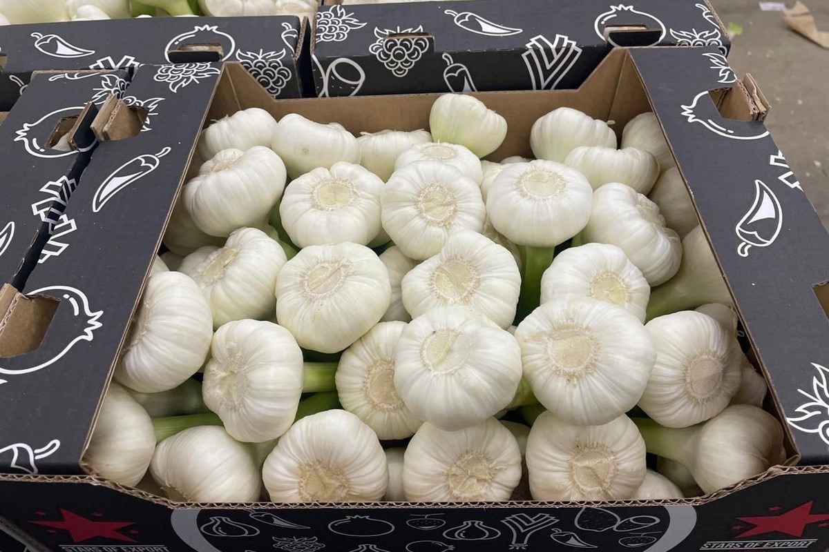 "High prices for South African green garlic turns demand to Egyptian garlic"