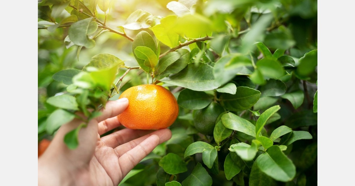 Tango, the seedless organic tangerine, available until april
