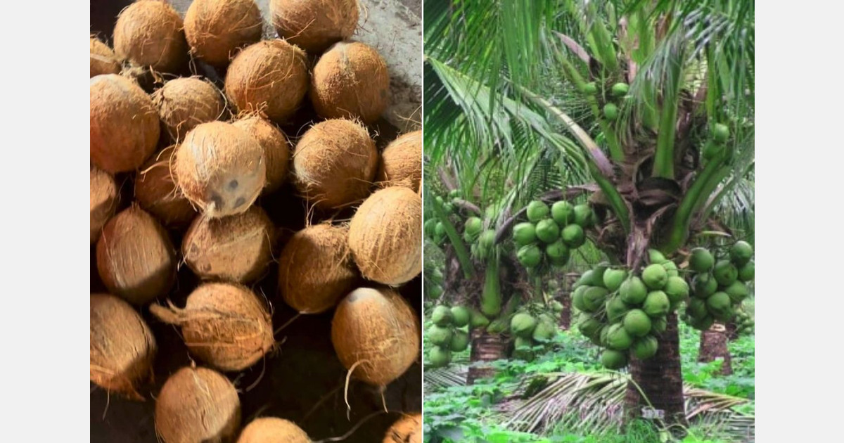 Red Sea crisis boosts demand for Ivorian coconuts