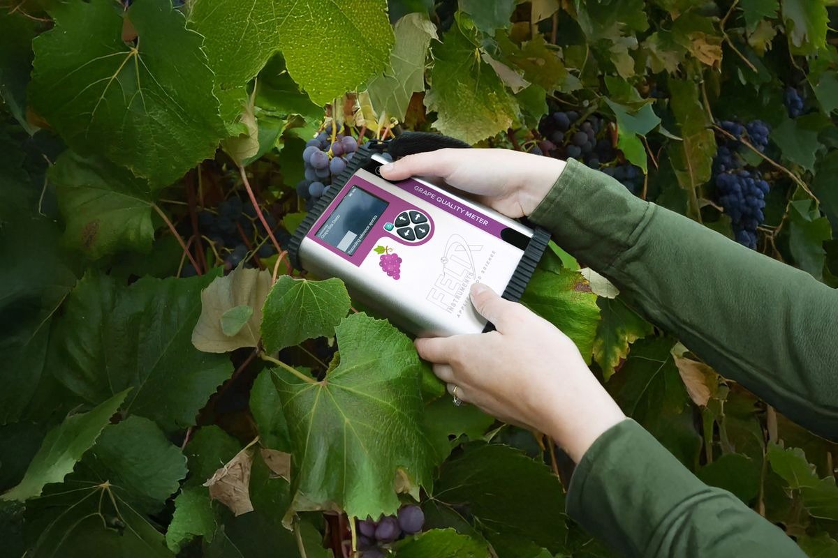 New instrument measures the internal quality of grapes in seconds