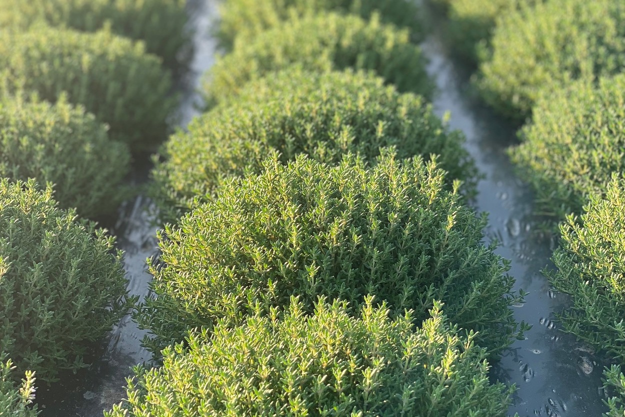 “Strong rise in herb exports”