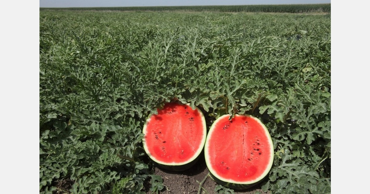 More Romanian watermelons and pumpkins destined for the rest of the EU ...