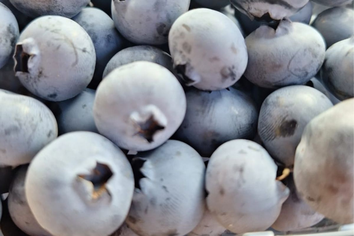 Cool temperatures delay peak harvests of Moroccan blueberries
