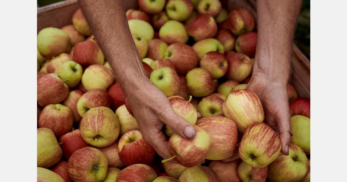 Traditional apple varieties under pressure, but not forgotten