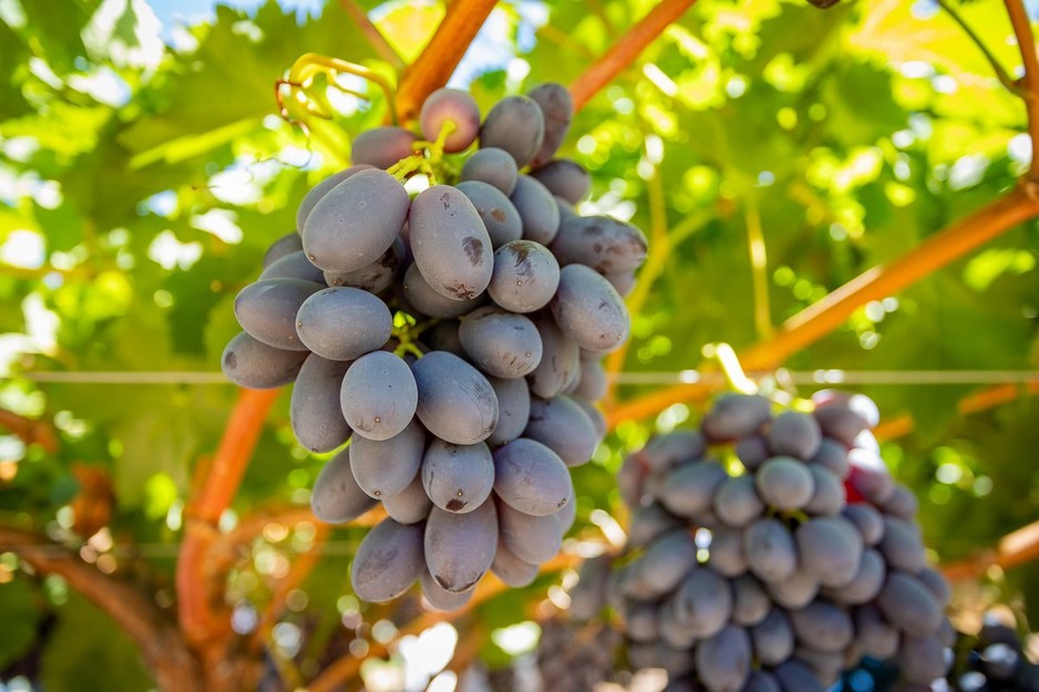 Grape Evolution’s visit marks a new era for Volcani Institute’s table ...