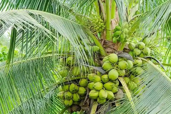Sri Lanka faces 200 million coconut shortage as production drops and ...