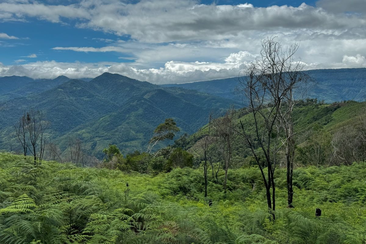 Quality challenges in the Peruvian ginger industry