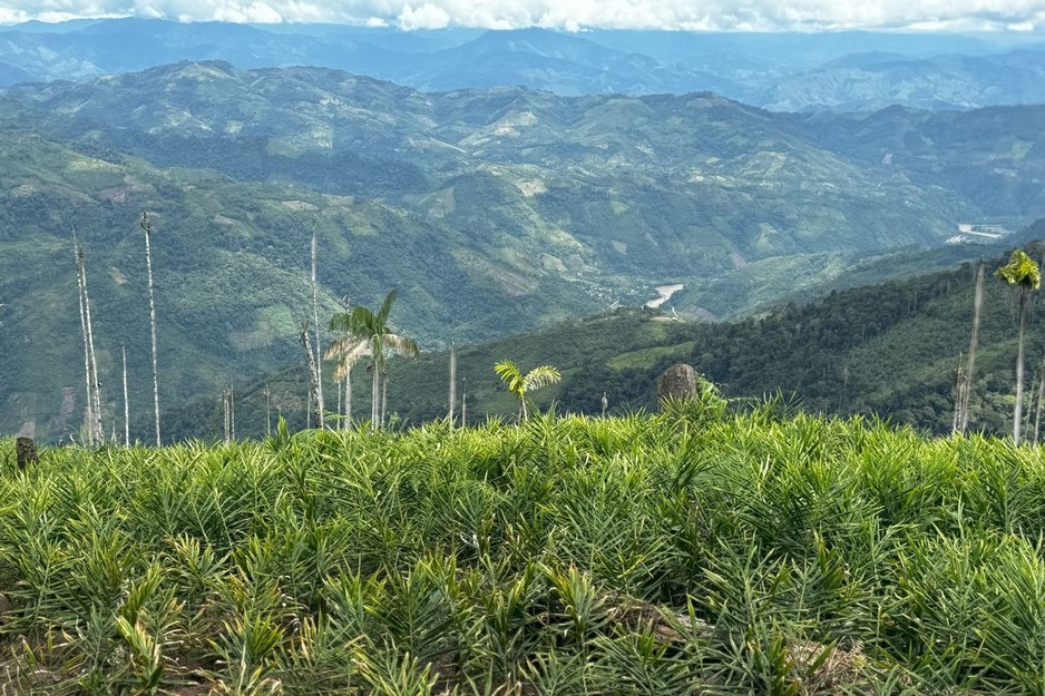 Quality challenges in the Peruvian ginger industry