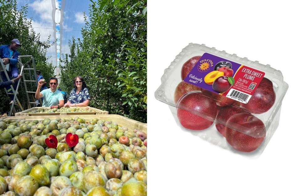 Stone fruit importer visits South African plum operations
