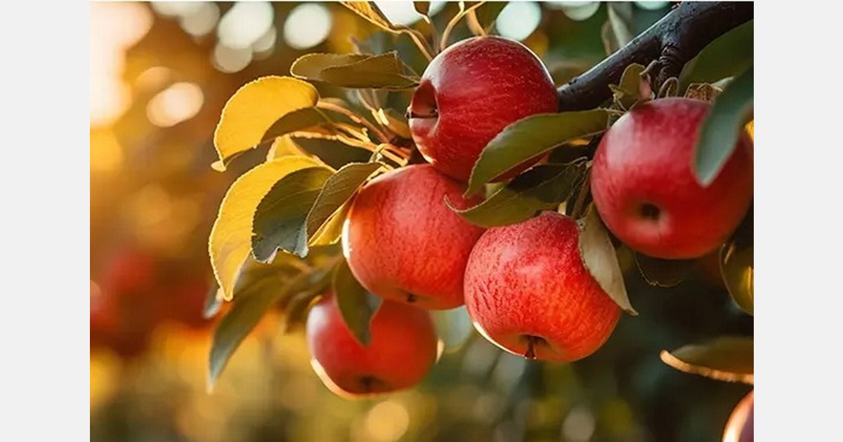 BeeHero expands data-driven pollination platform to improve apple ...
