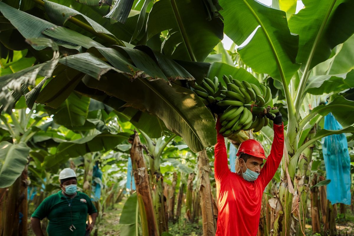Significant growth potential for organic banana consumption in Asia