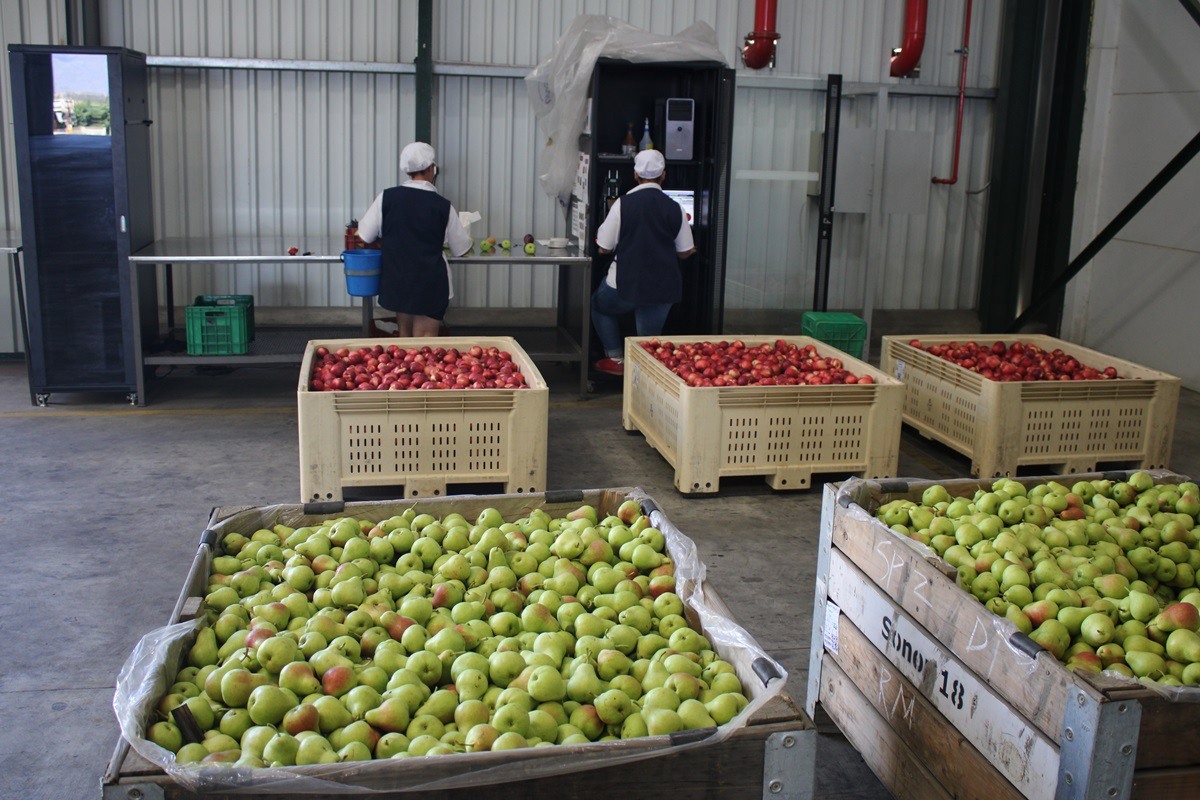 “We love packing stone fruit”