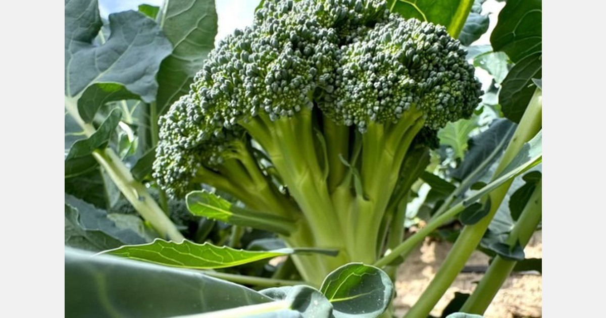 Looking ahead at North Carolina’s spring broccoli season
