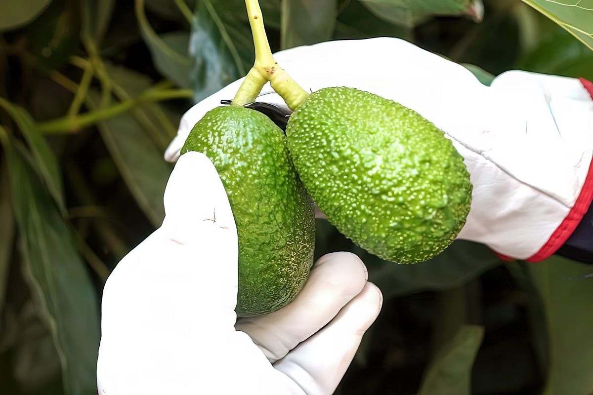 “Colombia avocados have established a place in the U.S. market”
