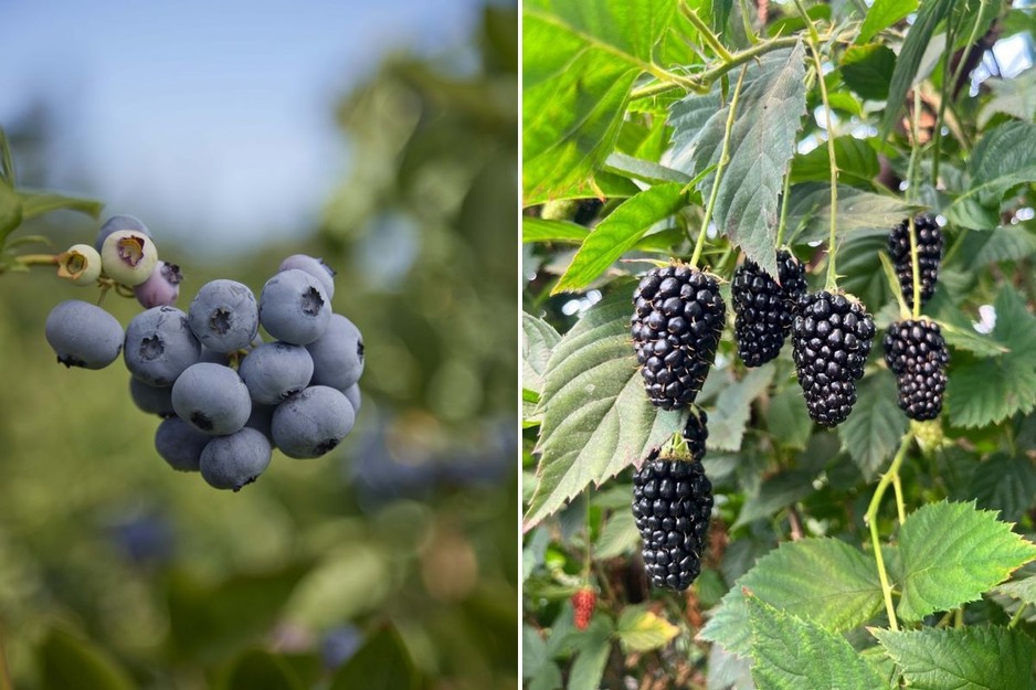 “Blueberries have been a winner globally in the past 20 years“