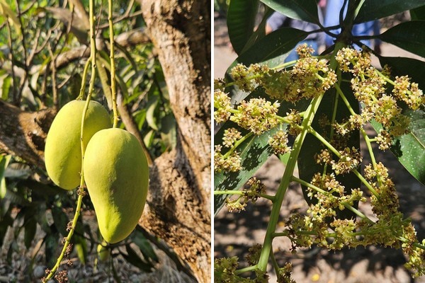 Volume picking up on Mexican yellow mangoes