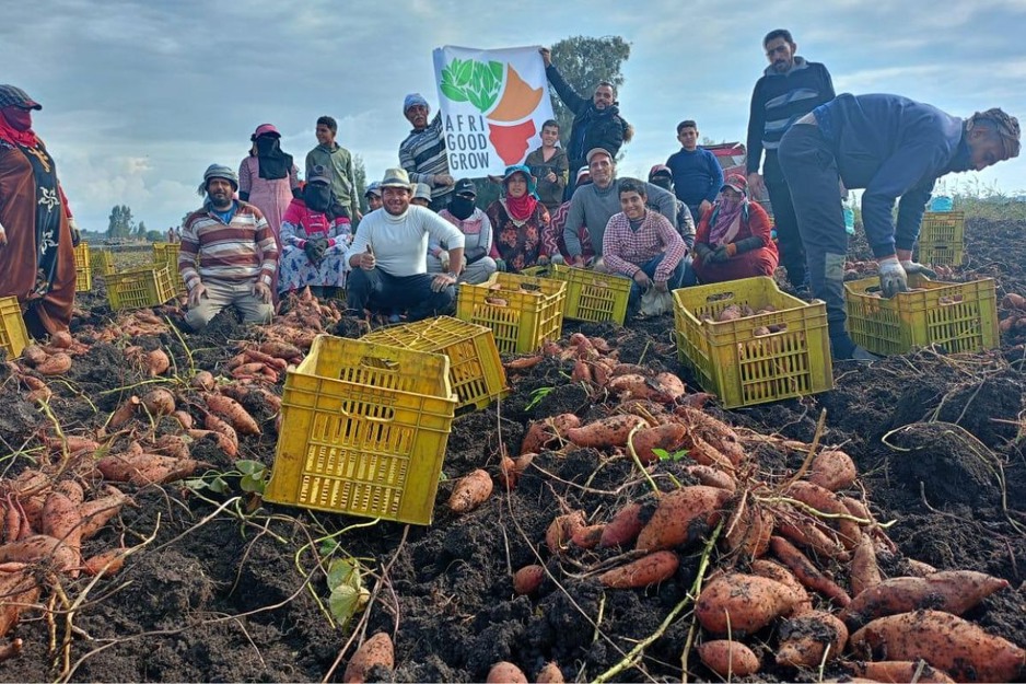 Egyptian sweet potatoes double in price as season draws to a close