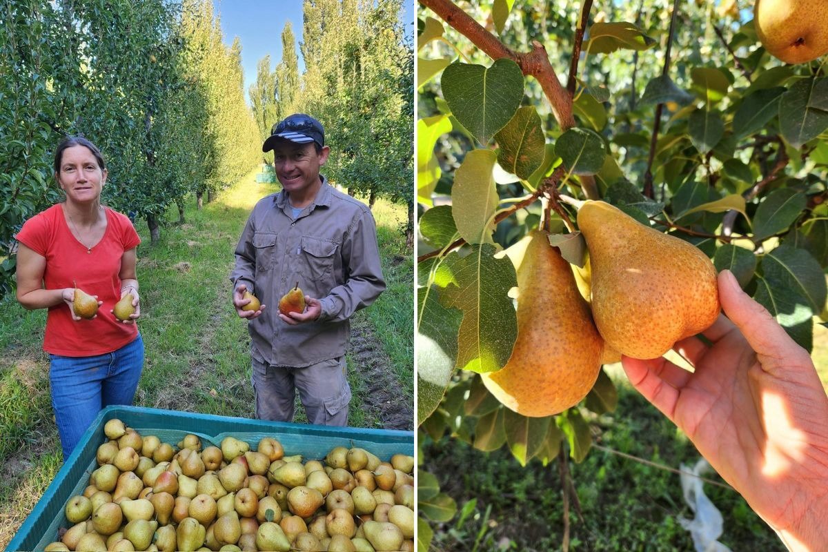 Strong demand for the new crop of organic pears from Argentina