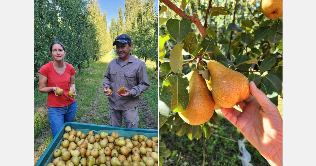 Strong demand for the new crop of organic pears from Argentina