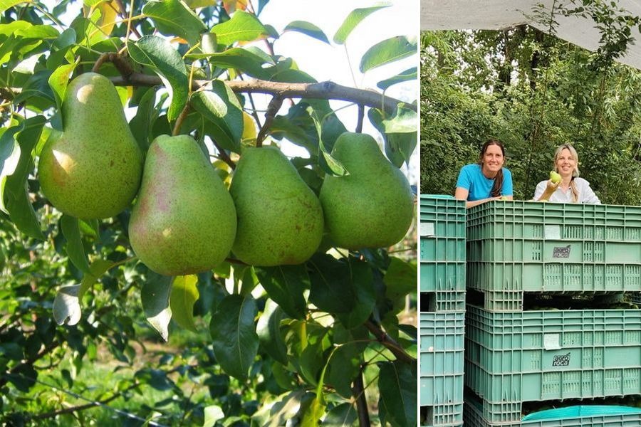 Strong demand for the new crop of organic pears from Argentina