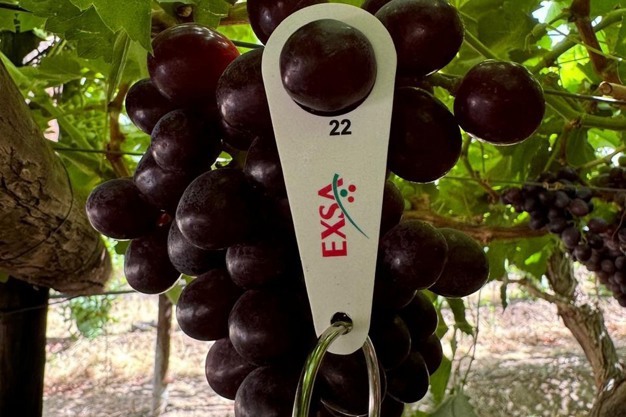 Europe, UK play centre stage to South African grapes