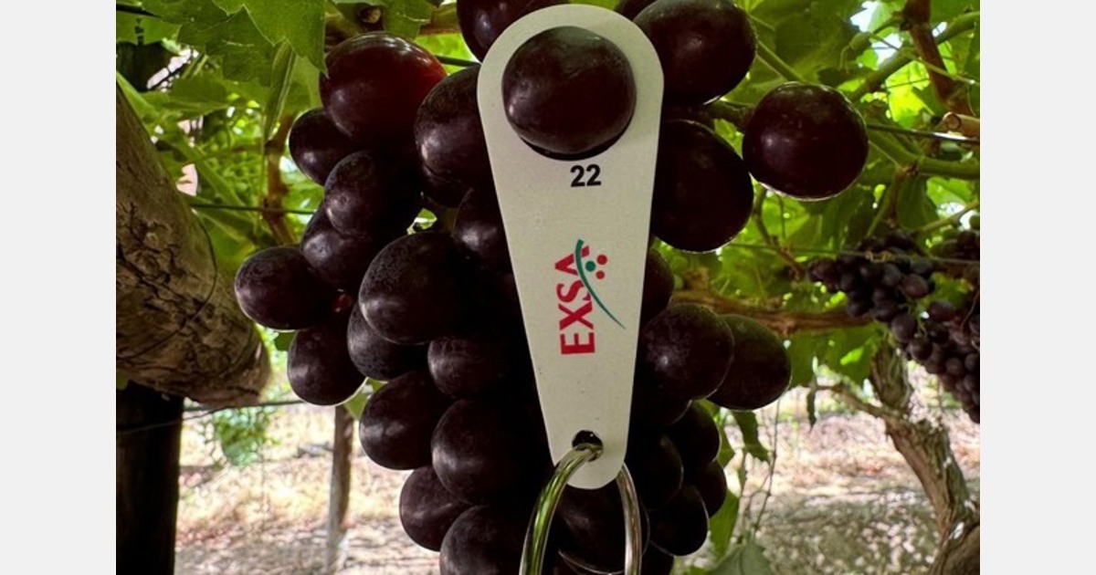 Europe, UK play centre stage to South African grapes