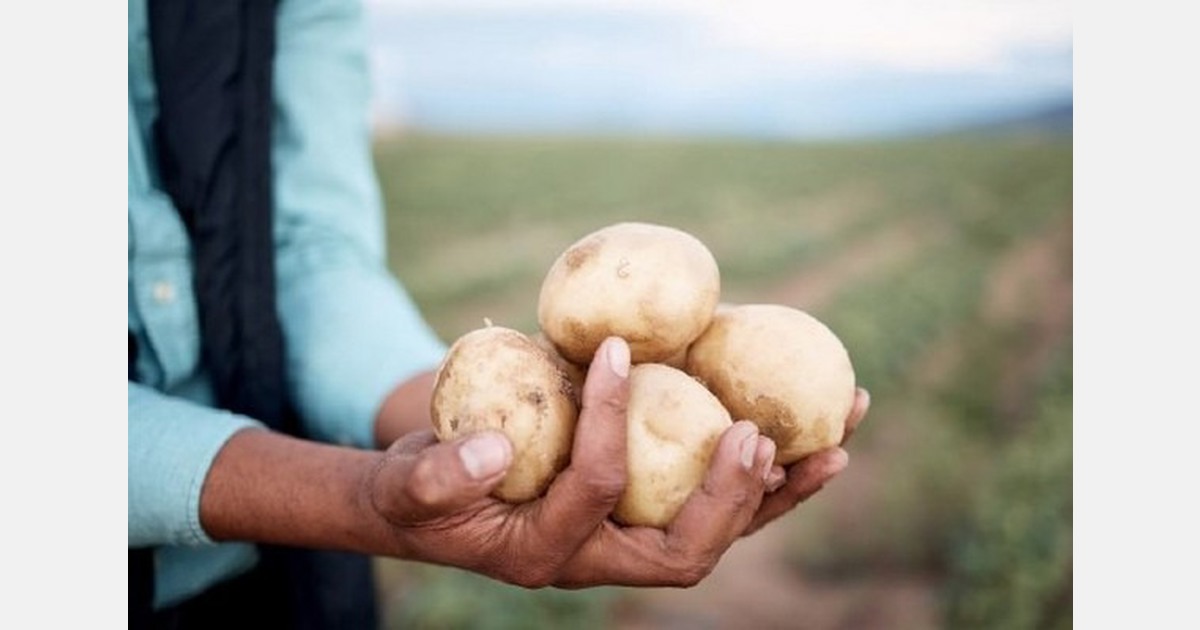 Water-smart potato farming averts affordability crisis in South Africa