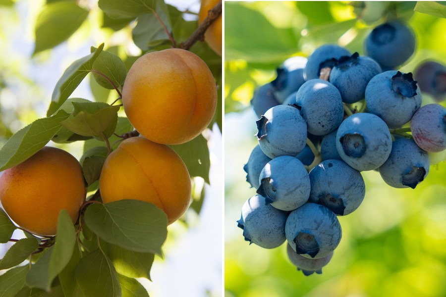 Apricots make a comeback at SEPC show